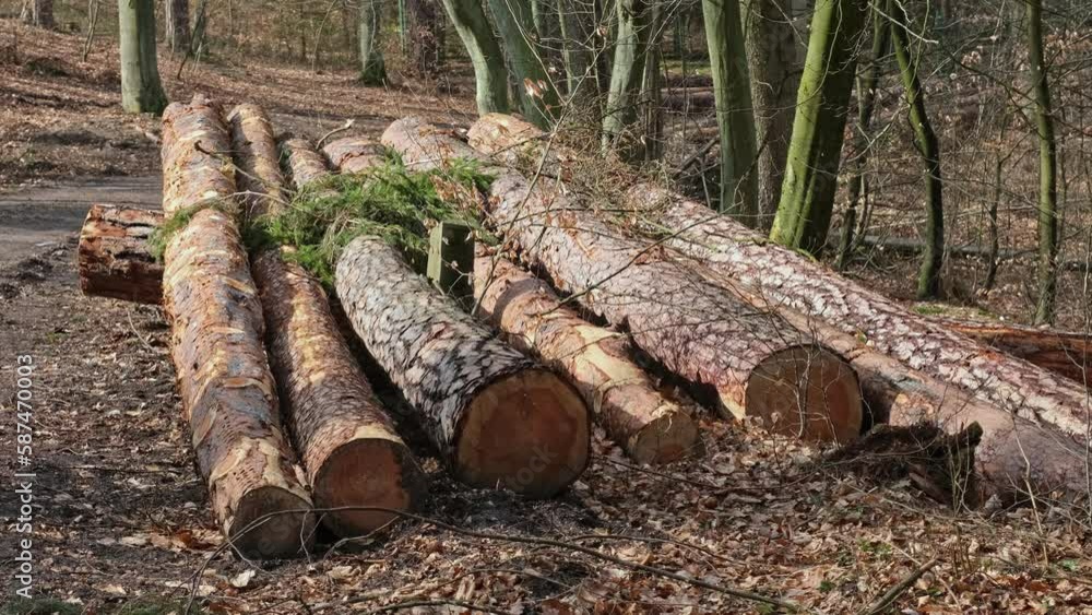 Healthy Felled Tree Logs Stored on Ground at Forest Clearance Site ...