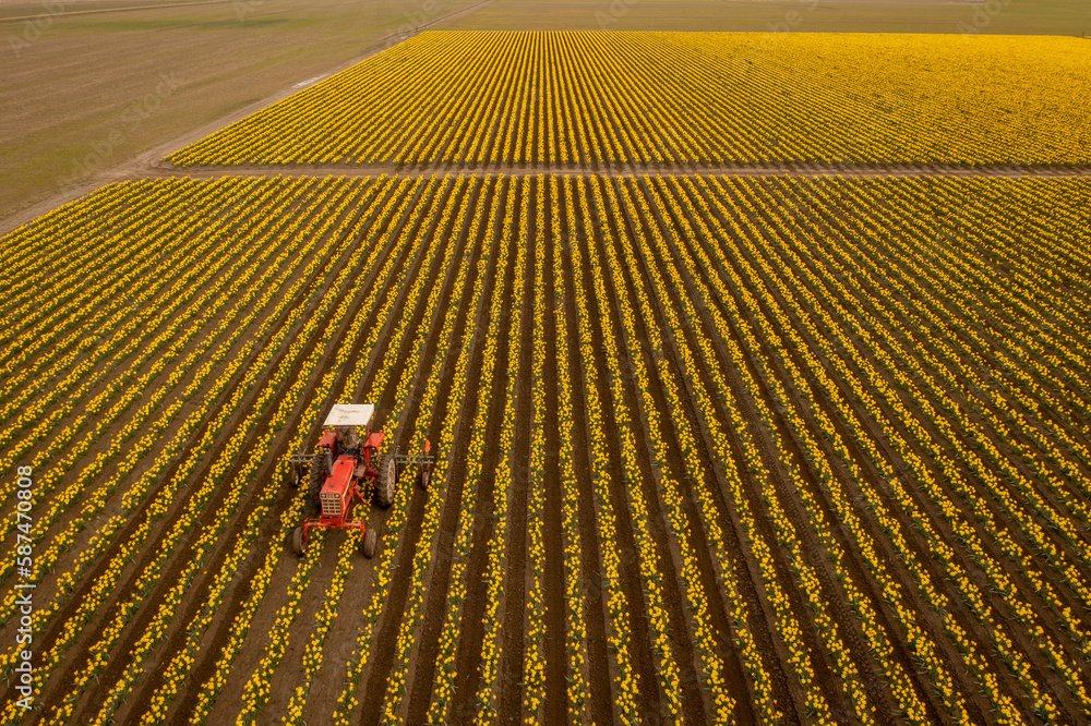 Aerial View of a Tractor Tilling the Rows of Daffodils in a Farm Field ...