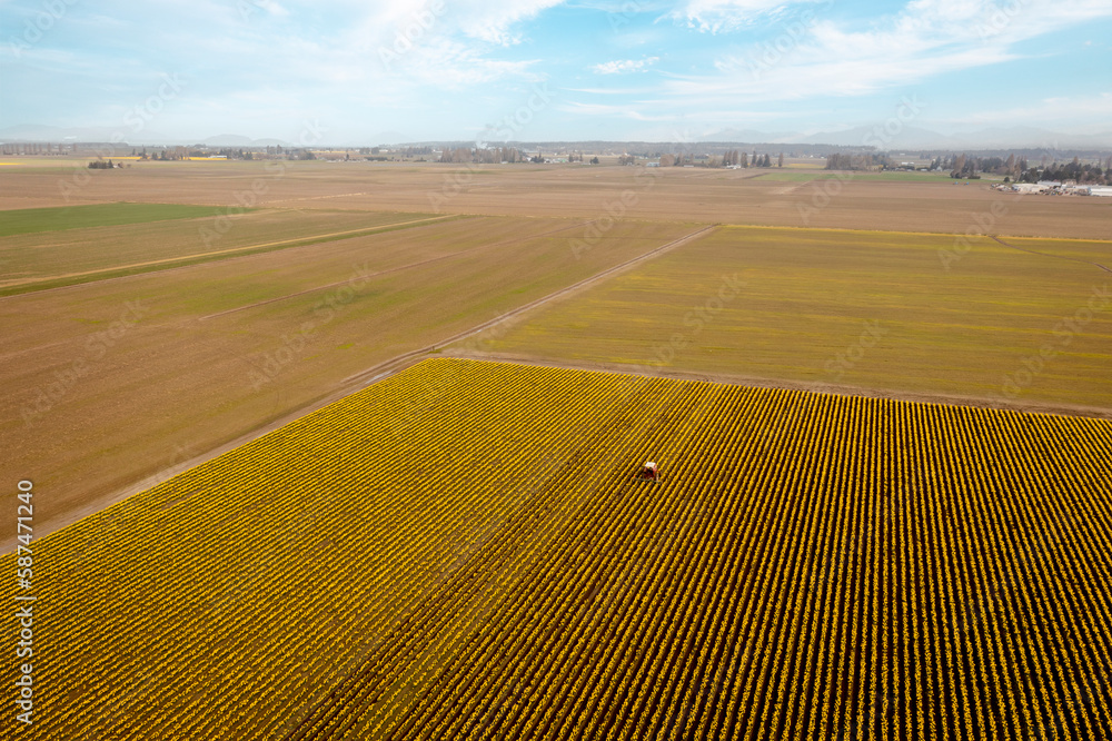 Aerial View of a Tractor Tilling the Rows of Daffodils in a Farm Field ...