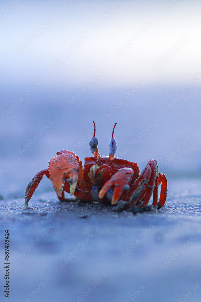 Red crab on the beach, Eyestalks let these crabs check for predators ...