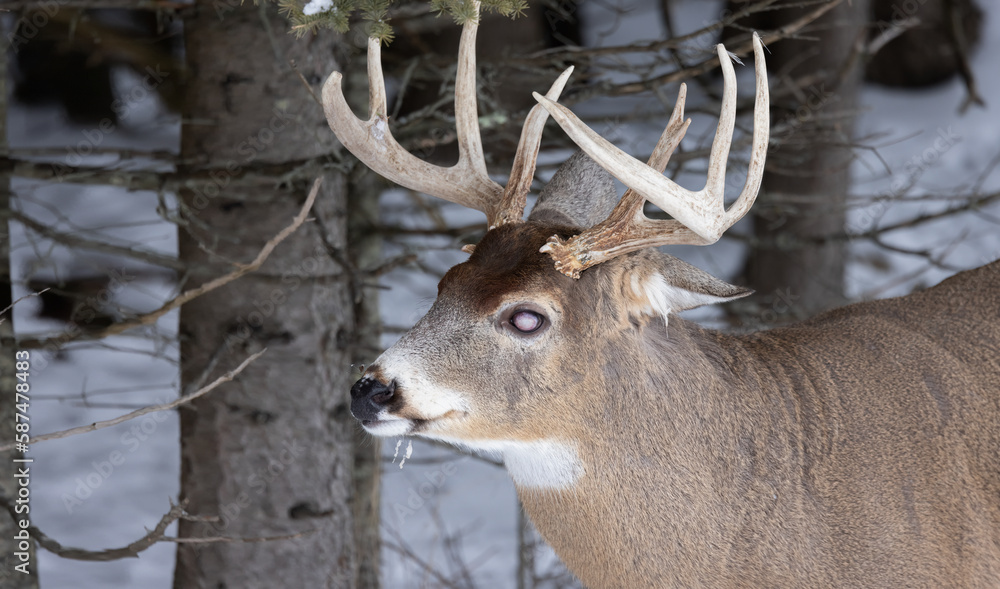 Majestic One-Eyed Buck: A Portrait of a White-Tailed Deer with Antlers ...