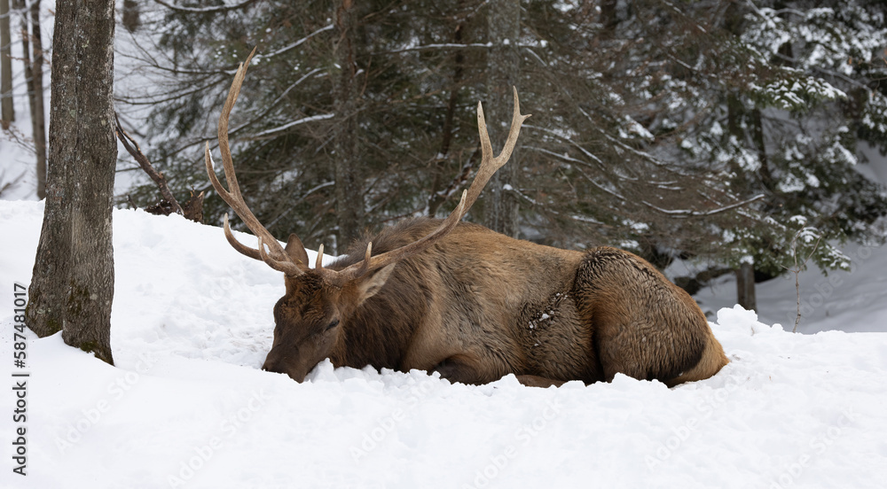 Tranquil Majesty, Stunning Stock Photo of a Beautiful Male Elk with ...