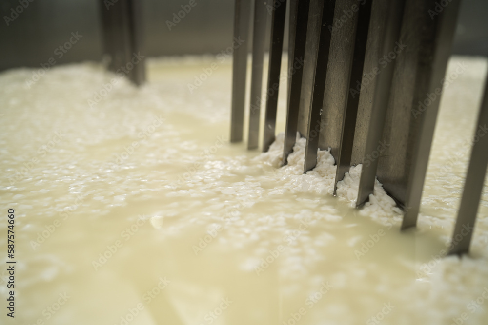 Process of producing different varieties of cheese in industry, cutting ...