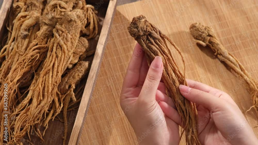 Vidéo Stock Dang Gui or angelica sinensis in female hand and wooden ...