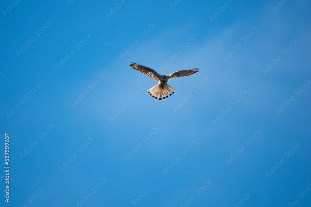 Oiseau de proie en vol Faucon crécerelle - Falco tinnunculus Stock ...