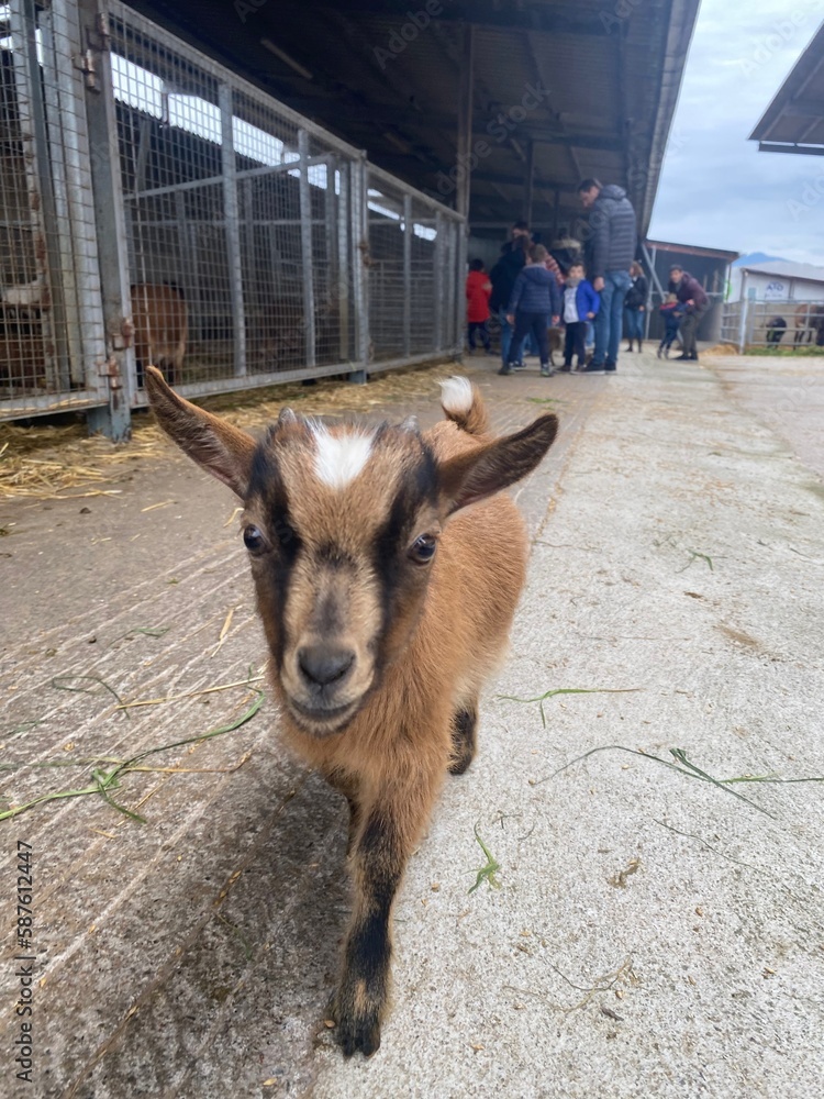 Tiny young curious cute goat in a farm house made for educate kids with ...
