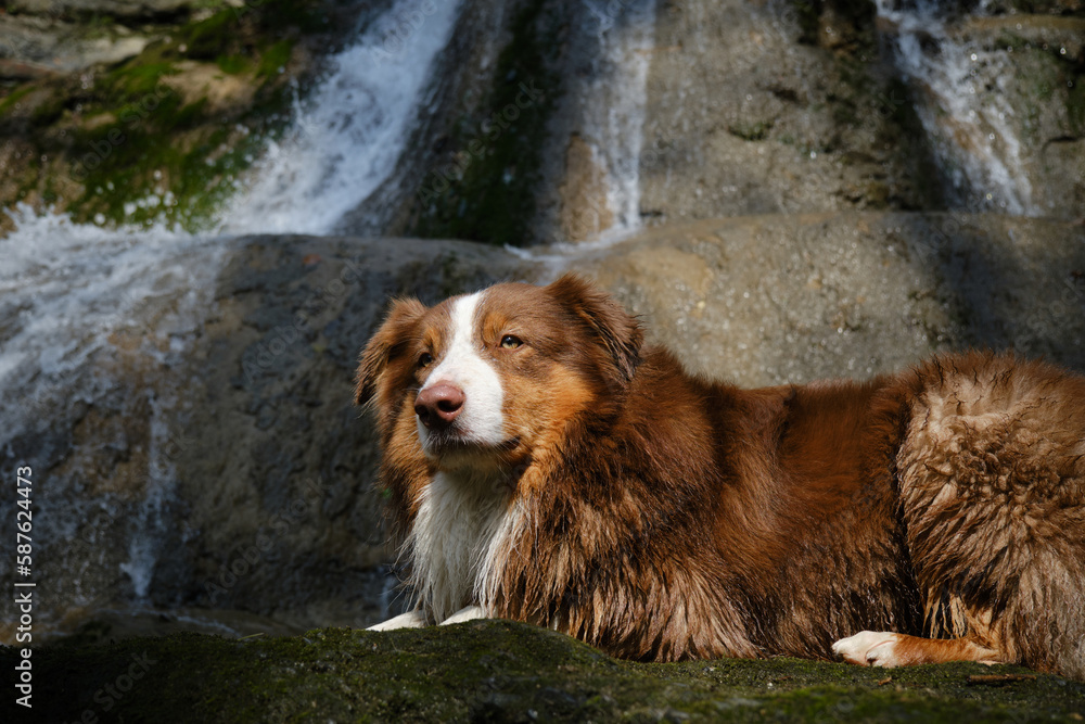 Brown Australian Shepherd lies on rock near waterfall on warm sunny ...