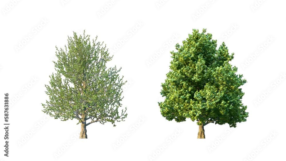 Growing trees isolated with alpha.3D animation growth grow from small ...