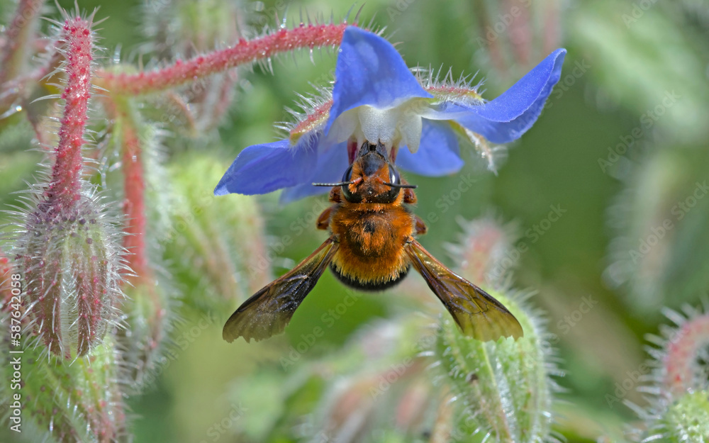 Fotka „Tawny Mining Bee (Megachile sicula) is a species of bee in the ...