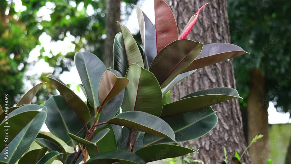 Ficus elastica (Also known as the rubber fig, rubber bush, rubber tree ...
