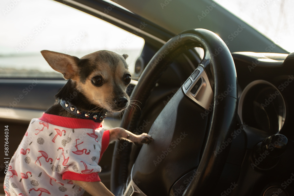 Funny Animals Driving Cars