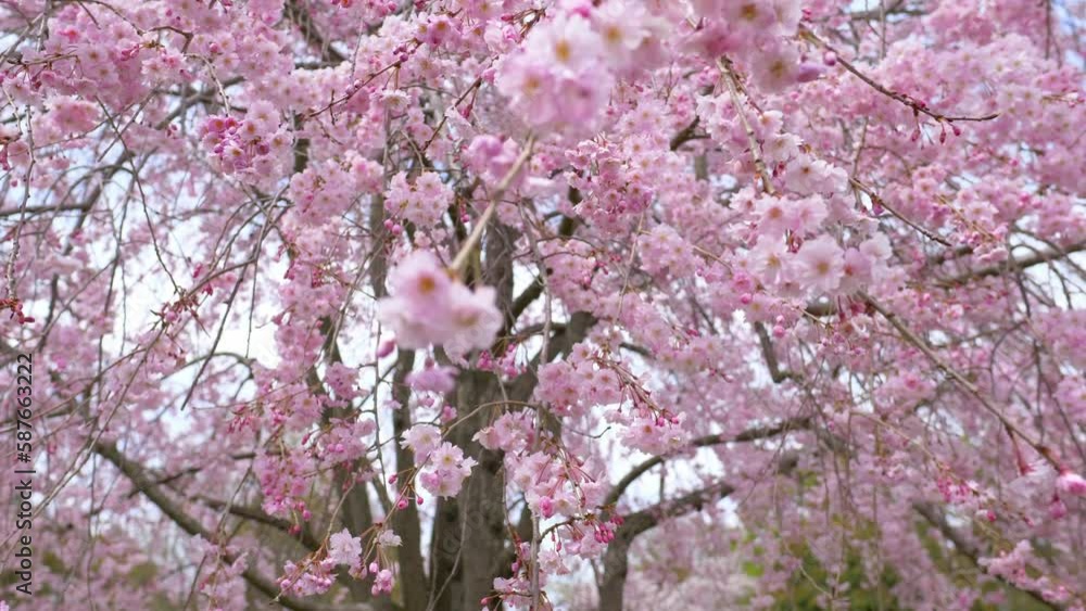 Japanese pink cherry blossoms, sakura in full bloom in spring in Japan ...