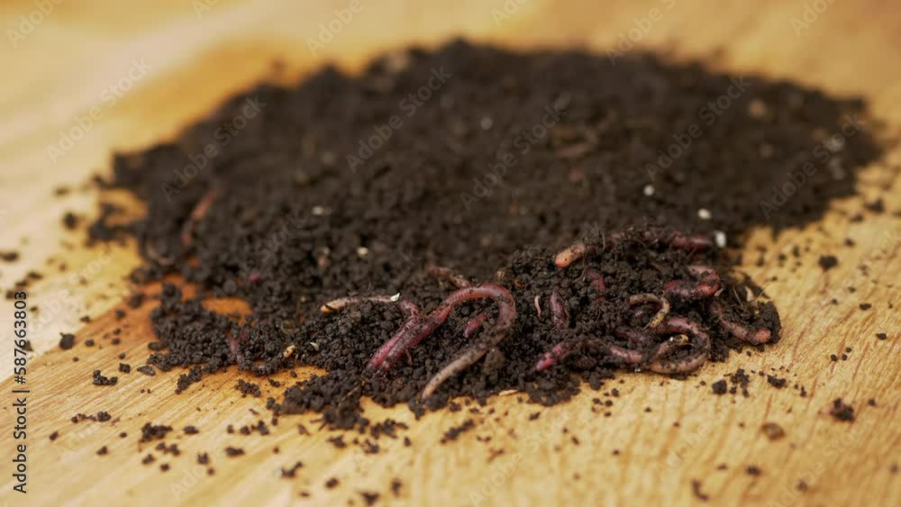 Close up, Crawling Red Earthworms in Black Soil Isolated on Wooden ...