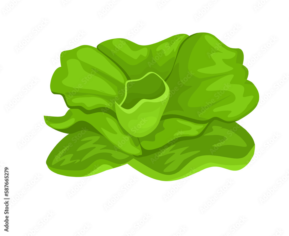 Vector illustration, Lemna minor, common duckweed or lesser duckweed ...