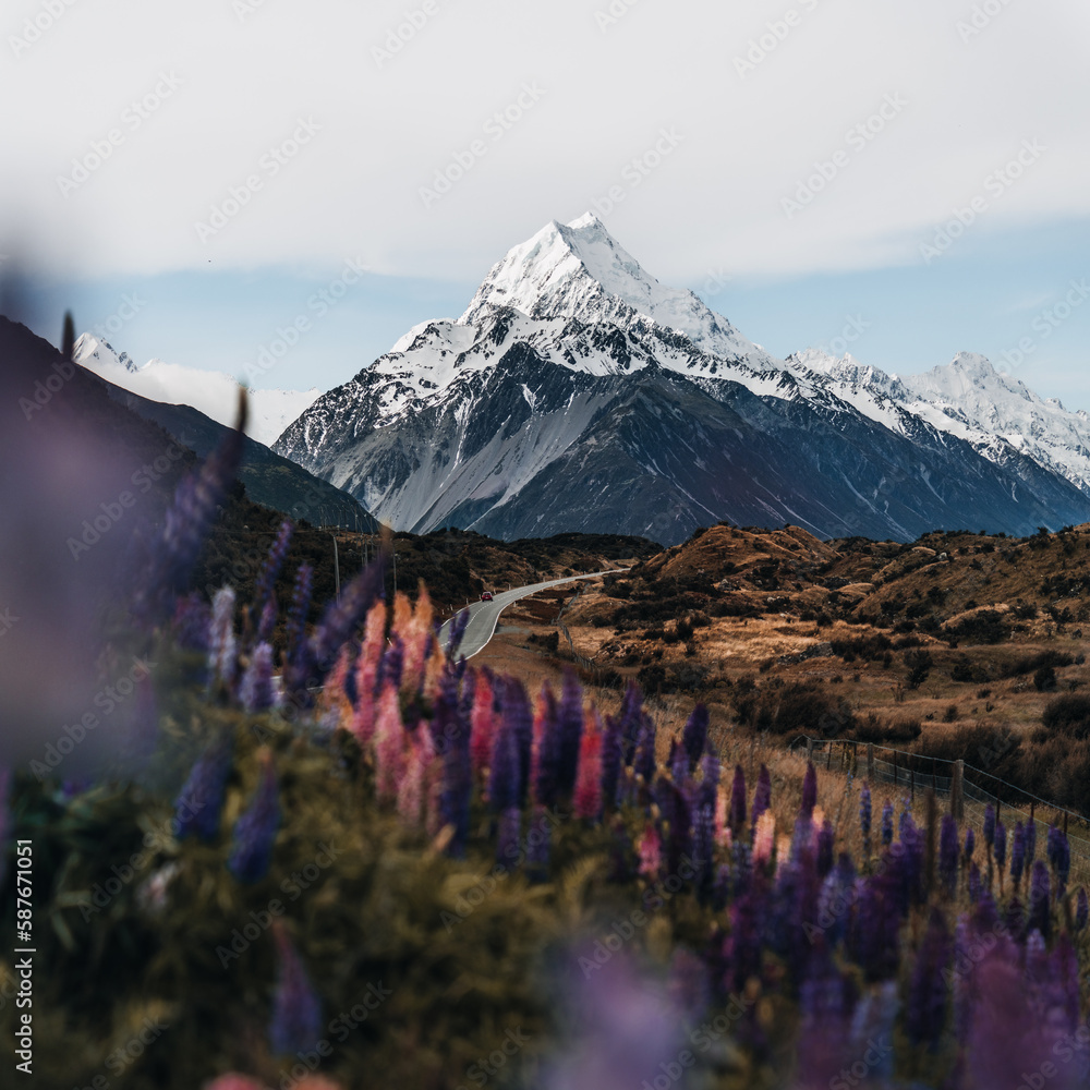Lupins and Mount Cook, Mount Cook Village, Mount Cook National Park ...