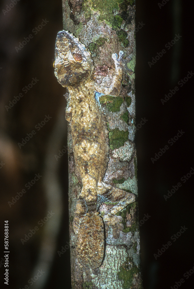 Gecko à queue feuillue, Gecko à queue foliacée, Uroplatus fimbriatus ...