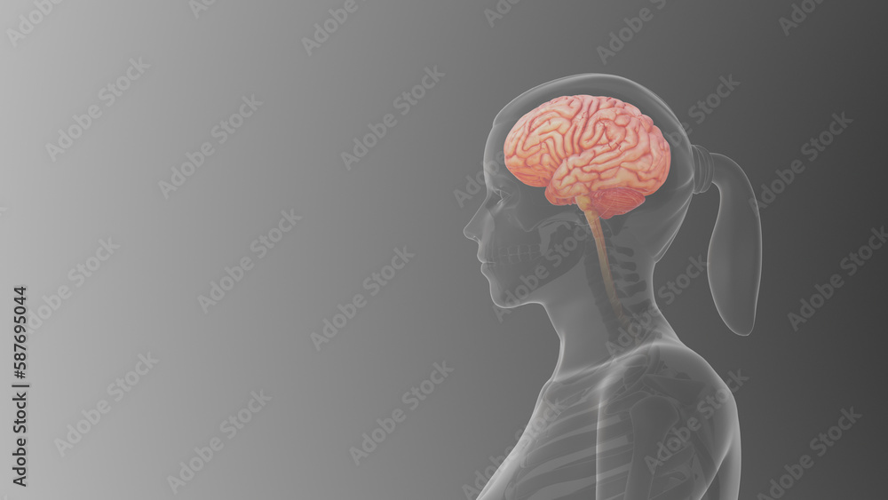 Female brain anatomy, lateral view, medical concept ilustração do Stock ...