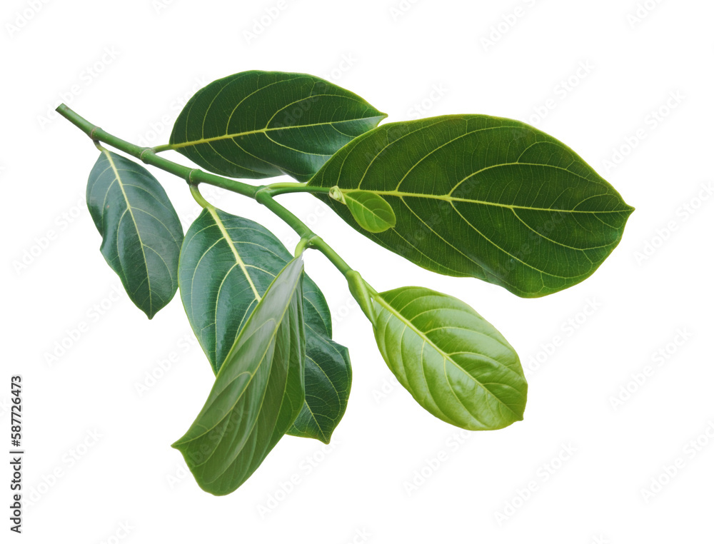 Leaves of jackfruit isolated on a transparent background without shadow ...