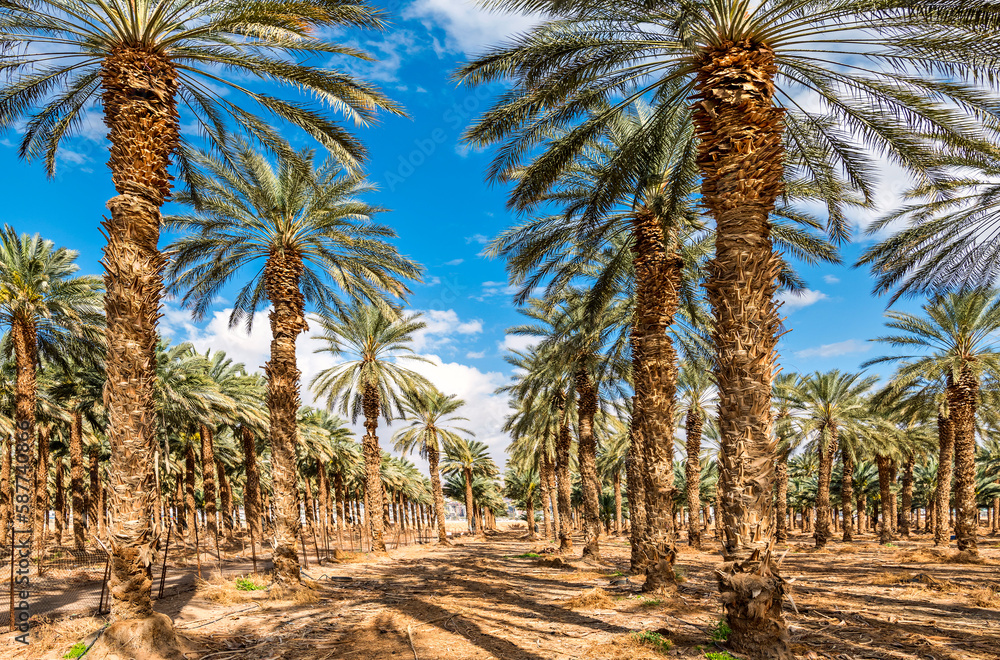 Plantation of date palms and wind turbines for green energy. Date palm ...
