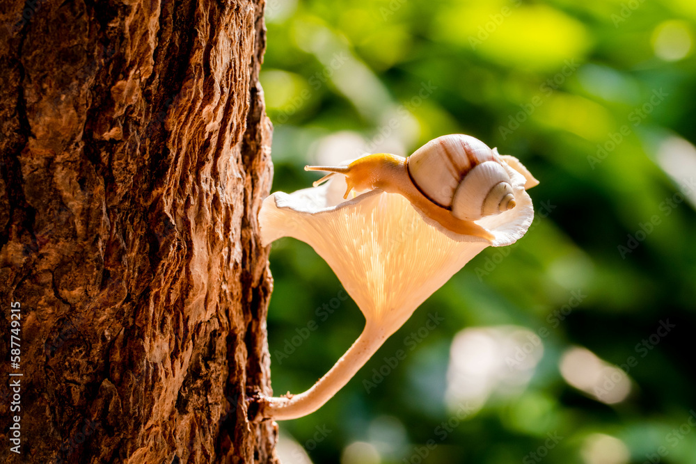 Amphidromus is a genus of tropical air-breathing land snails ...