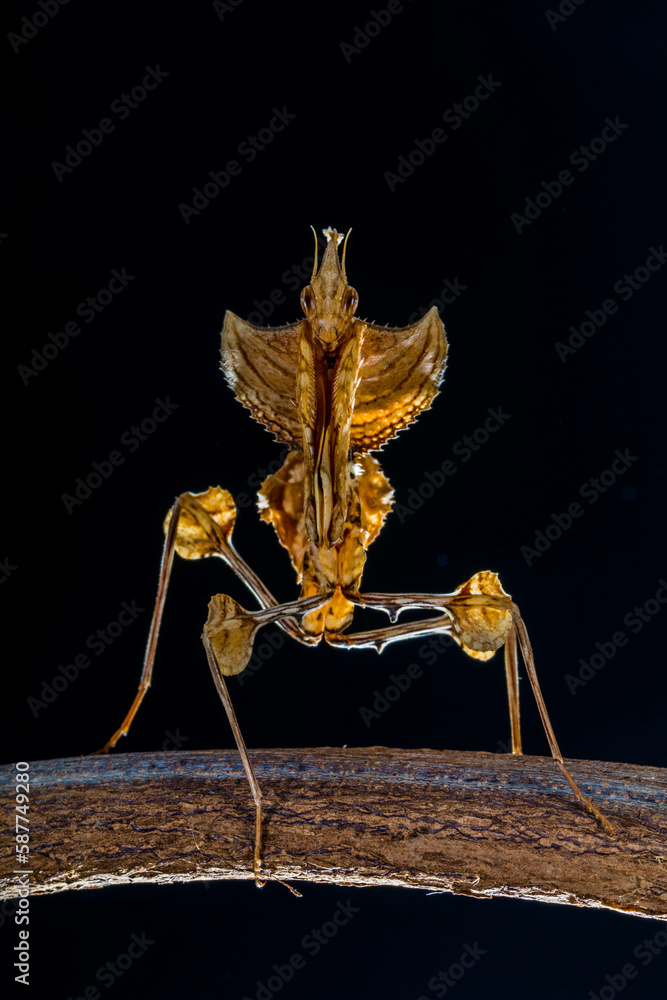 Phyllocrania paradoxa, common name ghost mantis, is a small species of mantis from Africa ...