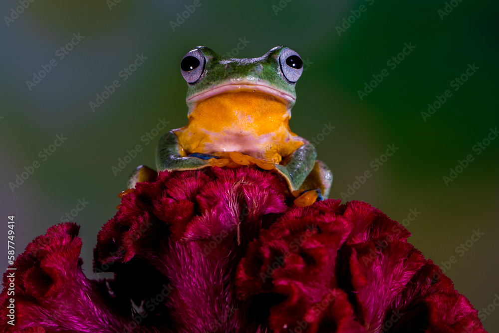 Wallace's flying frog (Rhacophorus nigropalmatus), also known as the ...