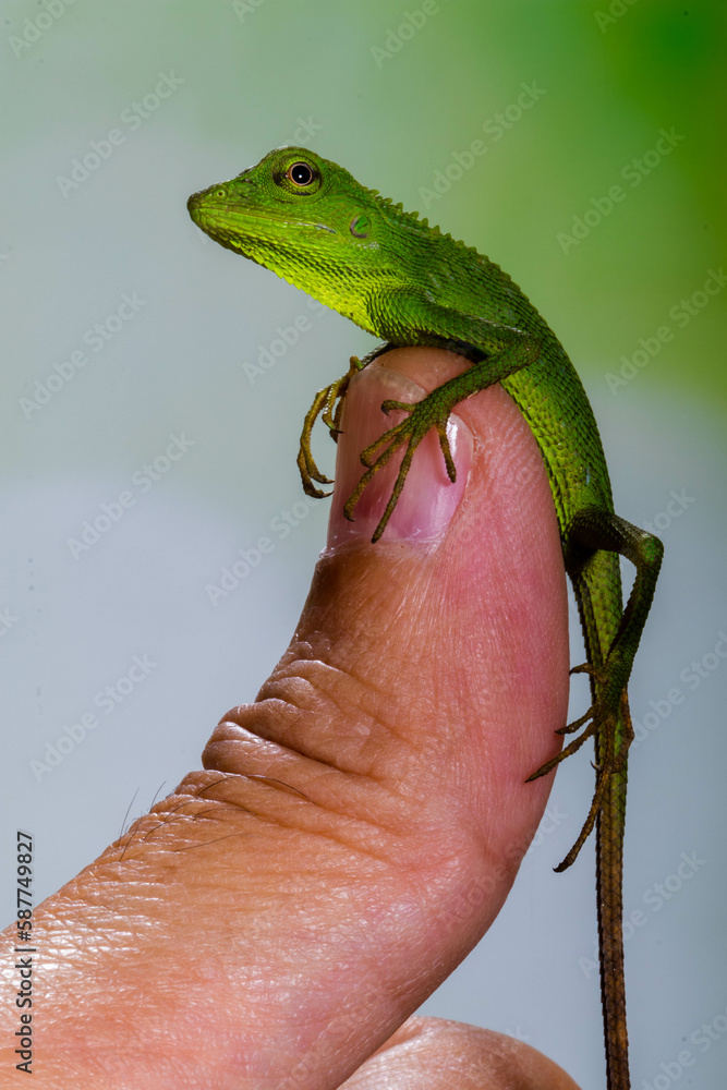 The lizards were introduced to Singapore from Malaysia and Thailand in ...
