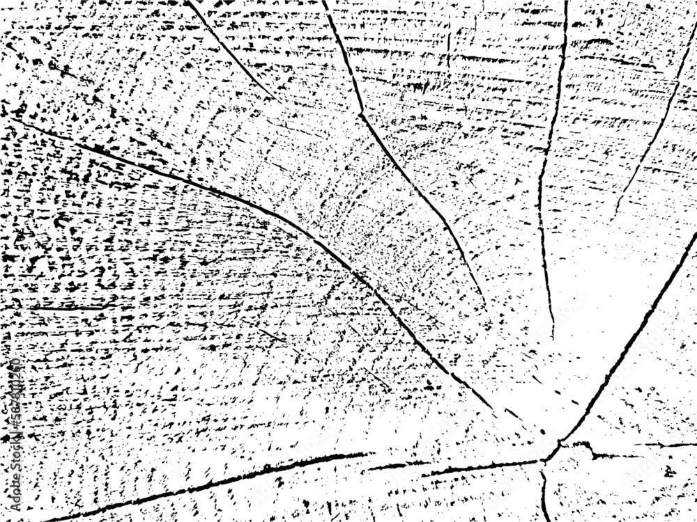 Vector grunge texture of a maple cross section with cracks. Monochrome ... Vector grunge texture of a maple cross section with cracks. Monochrome ...