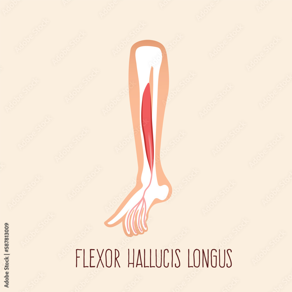 Flexor hallucis longus. Muscle anatomy. Flat design vector illustration ...