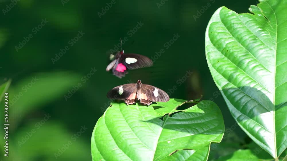 Cattleheart butterfly, Parides eurimedes mylones, mating display in ...