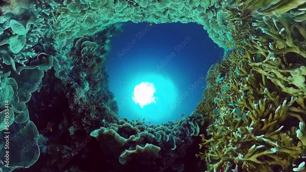 Sealife, Diving near a coral reef. Beautiful colorful tropical fish on ...