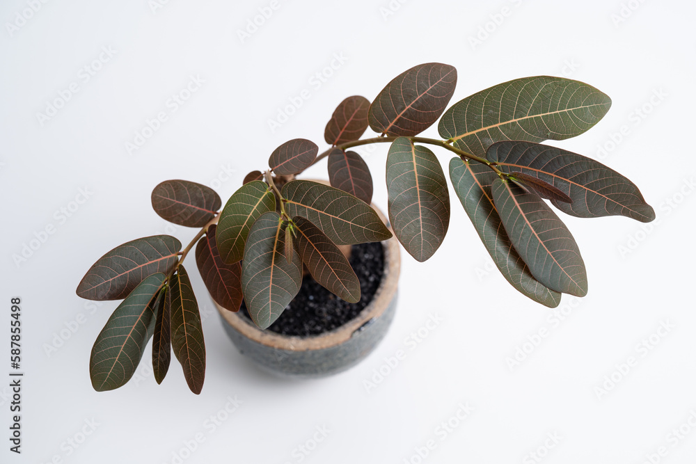 Top view of Phyllanthus Mirabilis plant with isolated white background ...