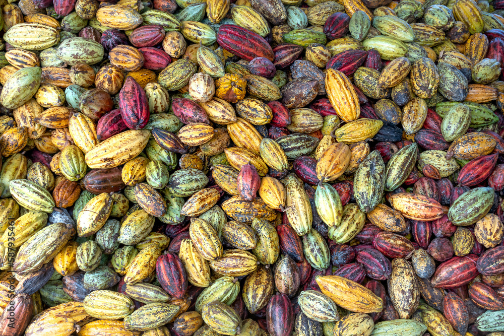 Dak Nong province, Viet Nam - Newly harvested cocoa from farmers. Fruit ...