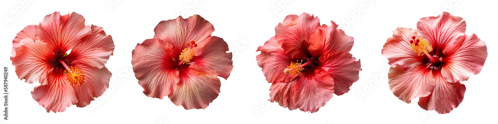 Four different hibiscus flowers in rose color, top view and on a ...