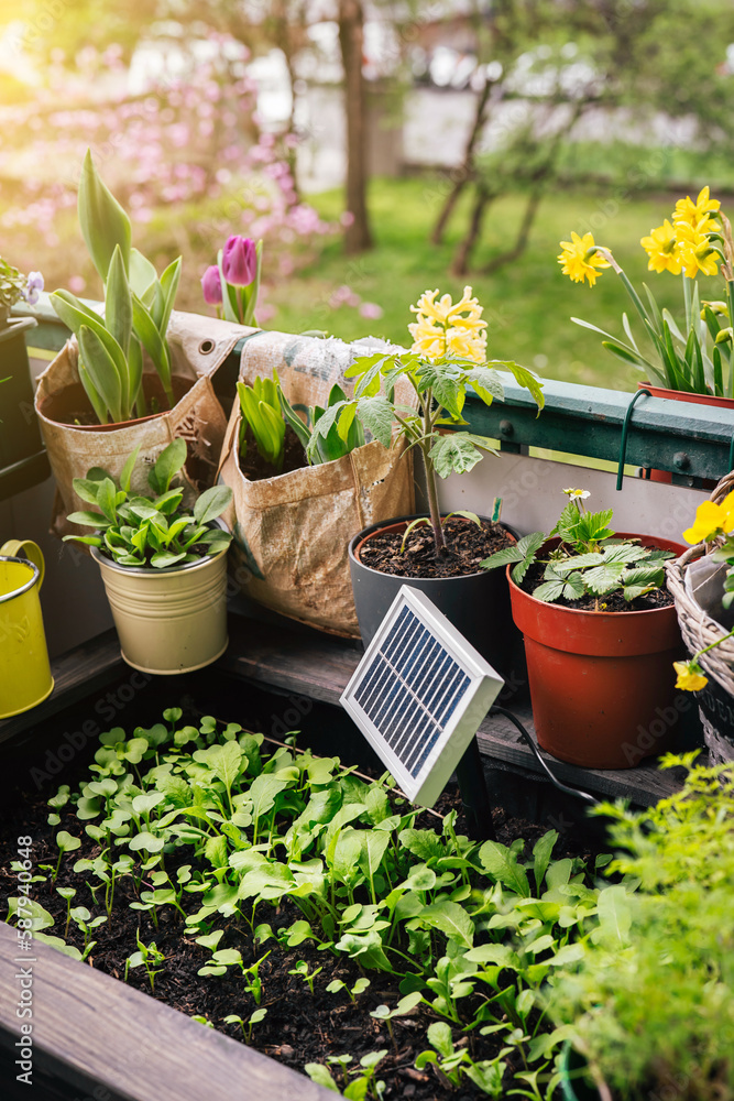 Solar battery in high garden bed on balcony. Alternative energy from ...