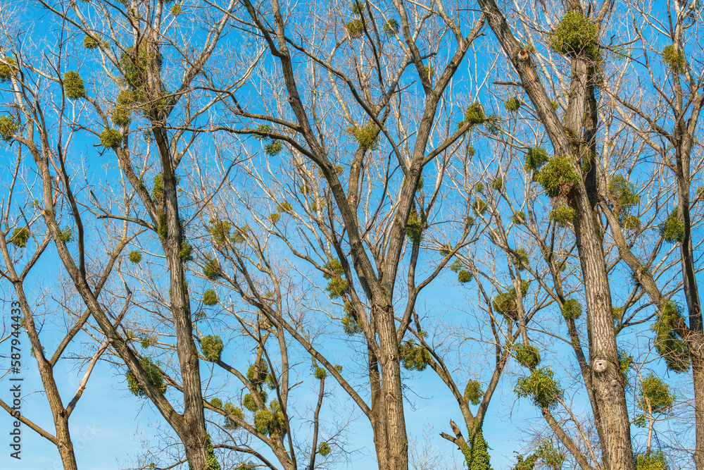 Witch's broom is a tree deformity, dense mass of shoots grows from a ...