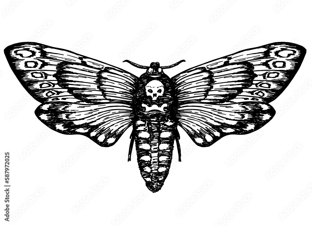 Butterfly Dead Head. Death s head hawk moth. Hand drawn vector ink ...