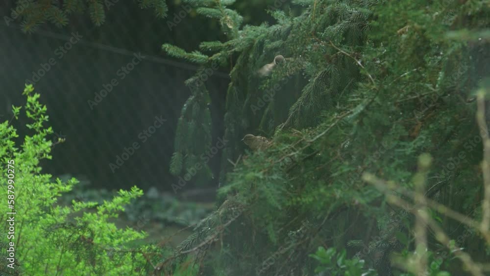 birds sparrows super slow motion animal fly tree Stock Video | Adobe Stock