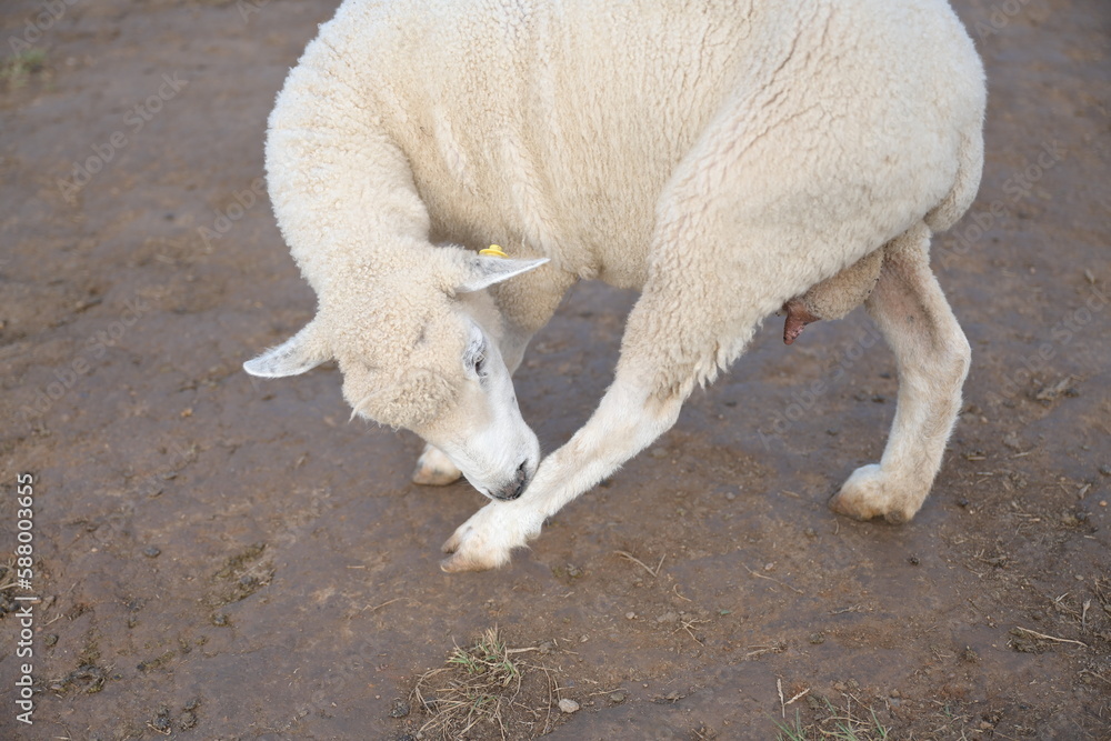 A fluffy sheep is gently biting with teeth the back leg to clean or ...