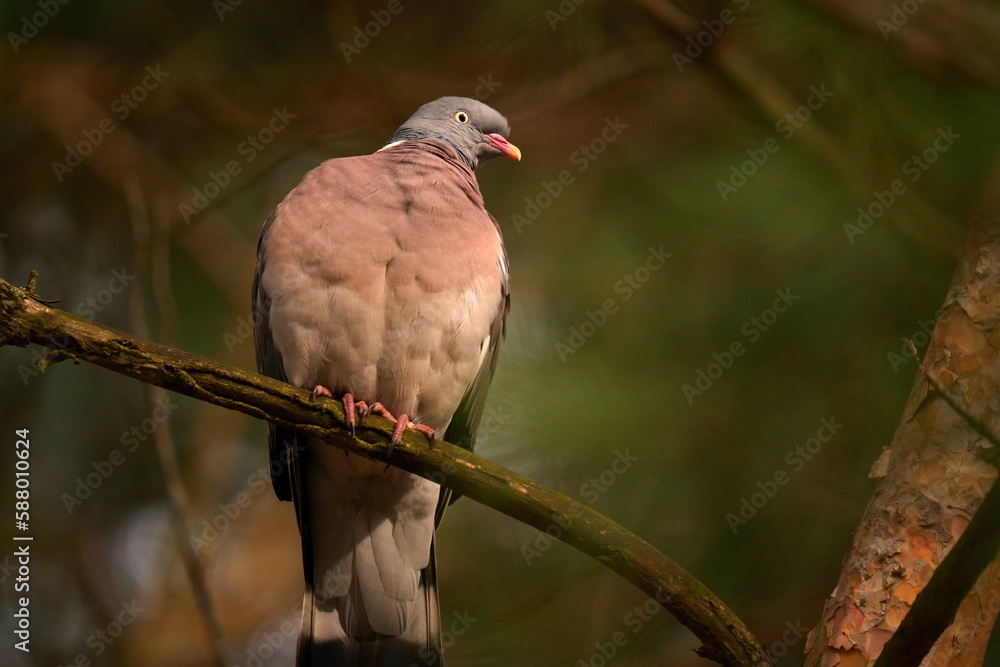 The common wood pigeon or common woodpigeon (Columba palumbus), also ...