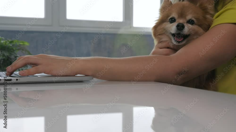 Woman owner of a cute dog strokes her furry pet while working at the ...
