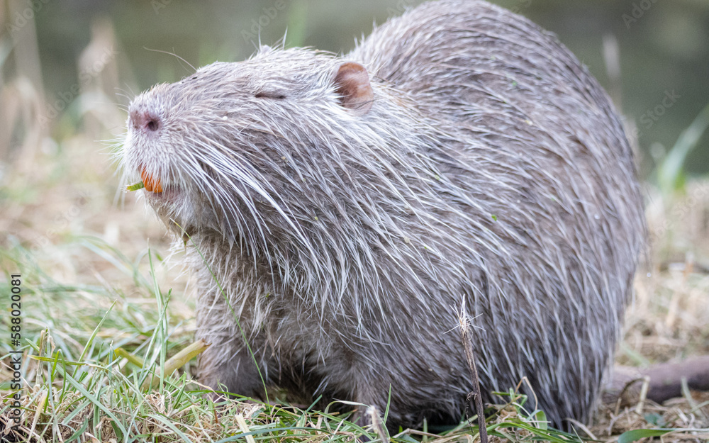 Nutria. Grey female nutria stands on the green grass with closed eyes ...