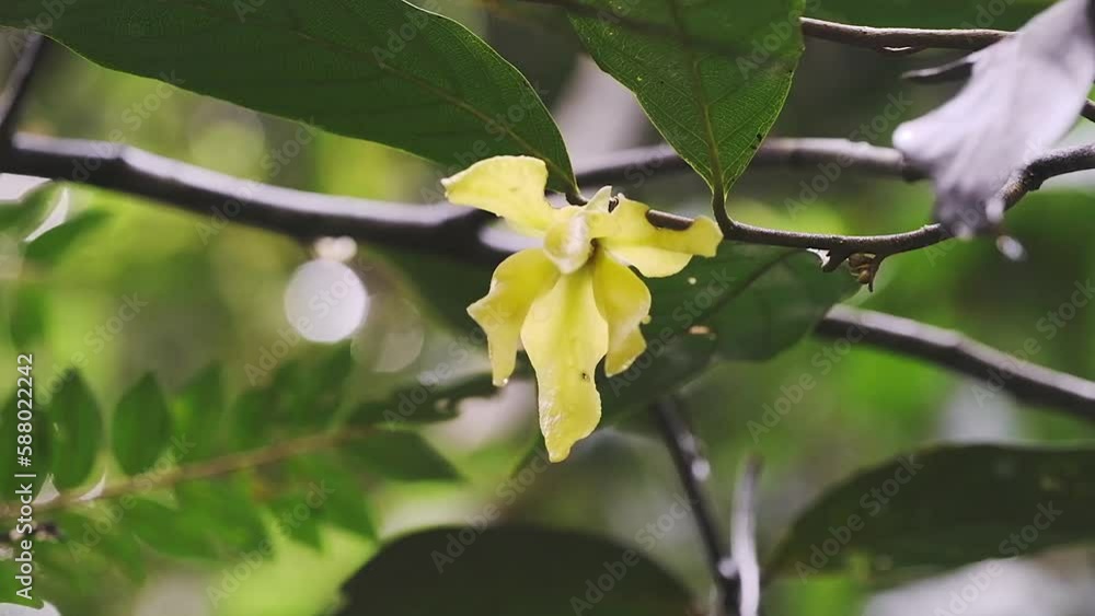 thick jungle of Borneo rainforest, fauna and flora of Brunei forest ...