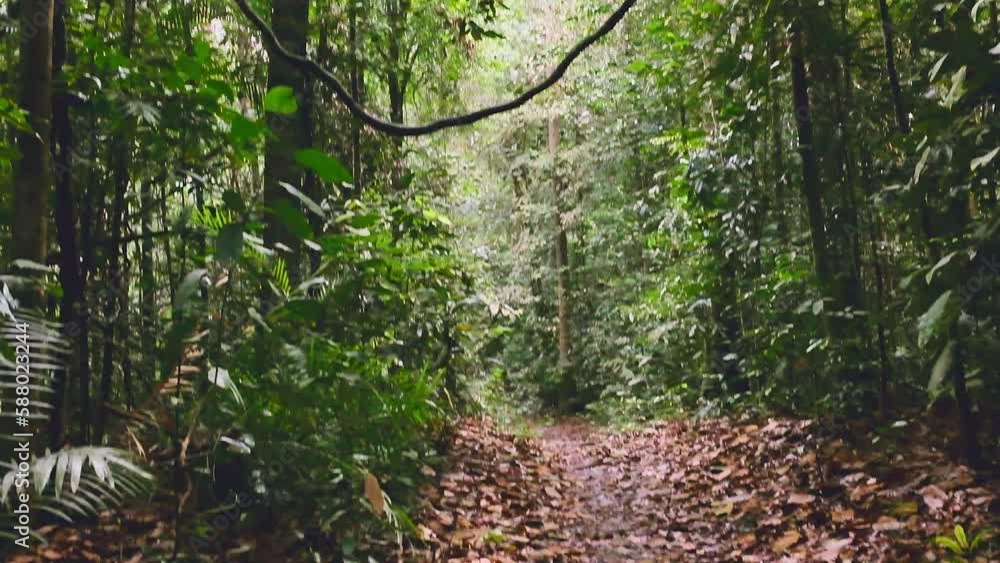 thick jungle of Borneo rainforest, fauna and flora of Brunei forest ...