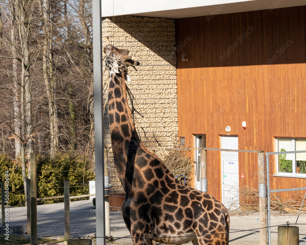 The two giraffes stand tall in the savannah, their long necks reaching ...