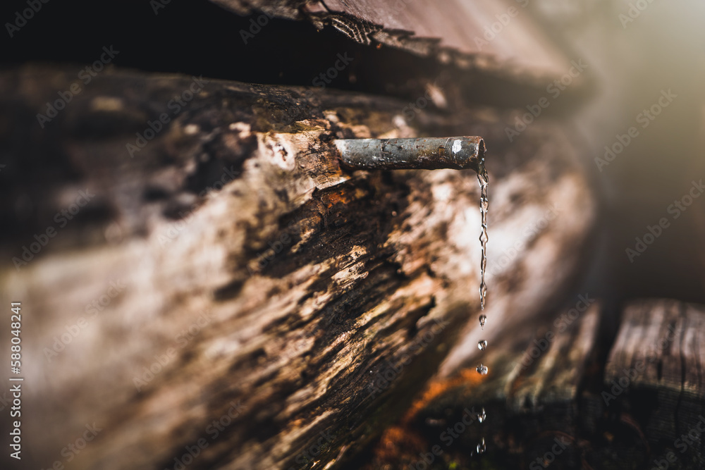 An ancient wellspring with clean drinking water in the forest. A pure ...