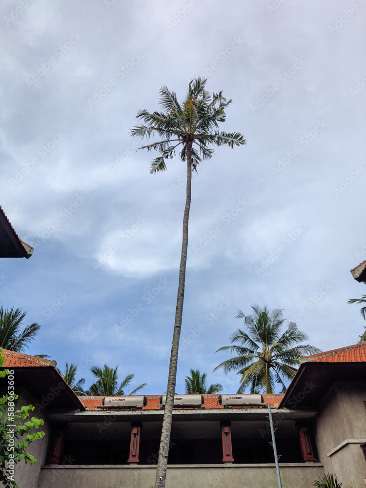 tropical resort, tropical resort hotel, trees in the garden, tropical ...