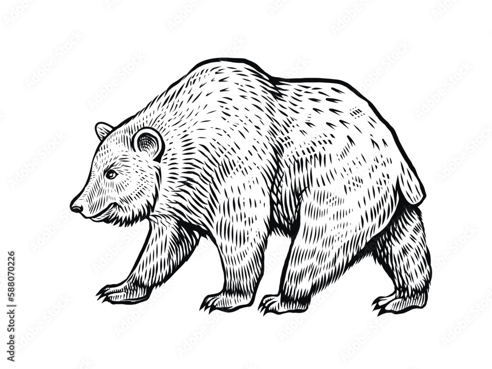 Walking bear sketch, vector black and white illustration, side grizzly ...