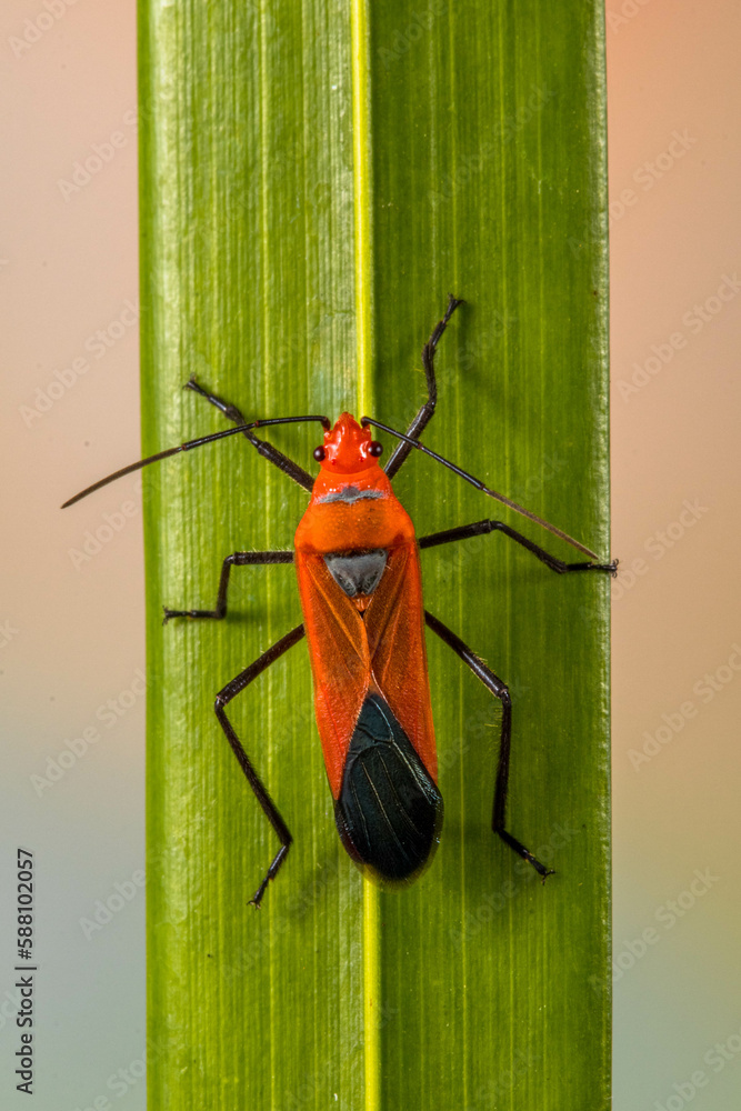 Dysdercus cingulatus is a species of true bug in the family ...