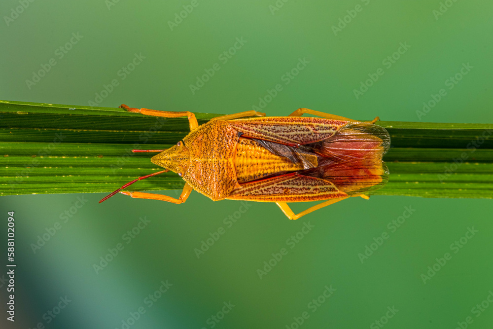 Oebalus pugnax, the rice stink bug, is a flying insect in the shield ...